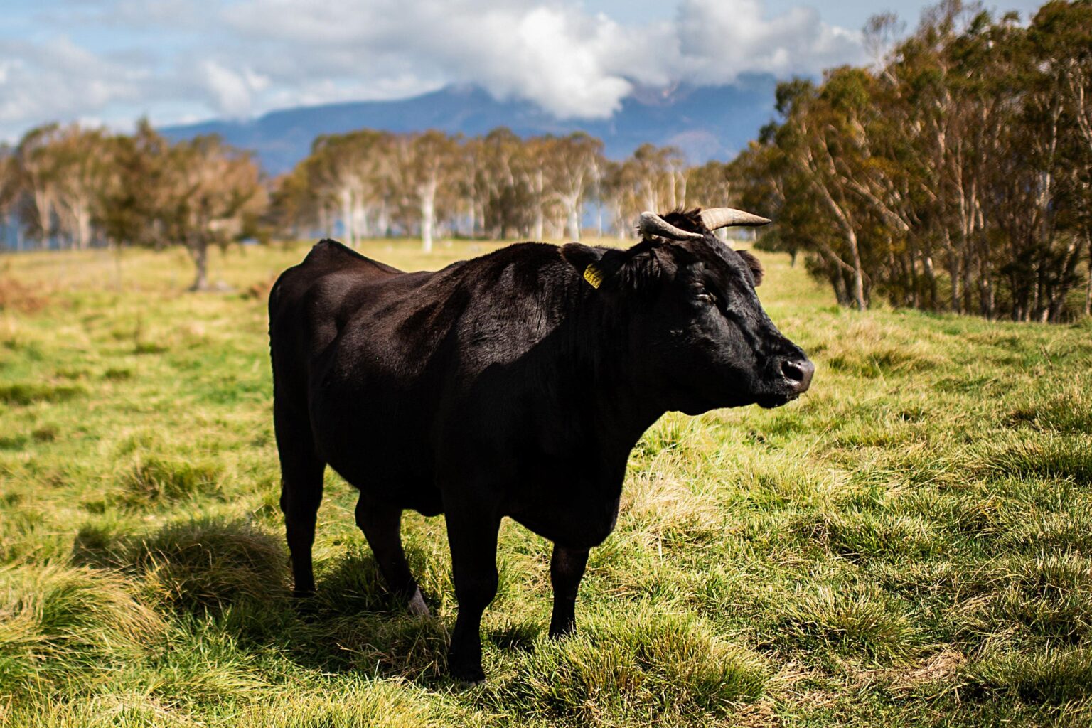 Omakase Wagyu - Finest Japanese A5 Wagyu Beef in Perth, AU